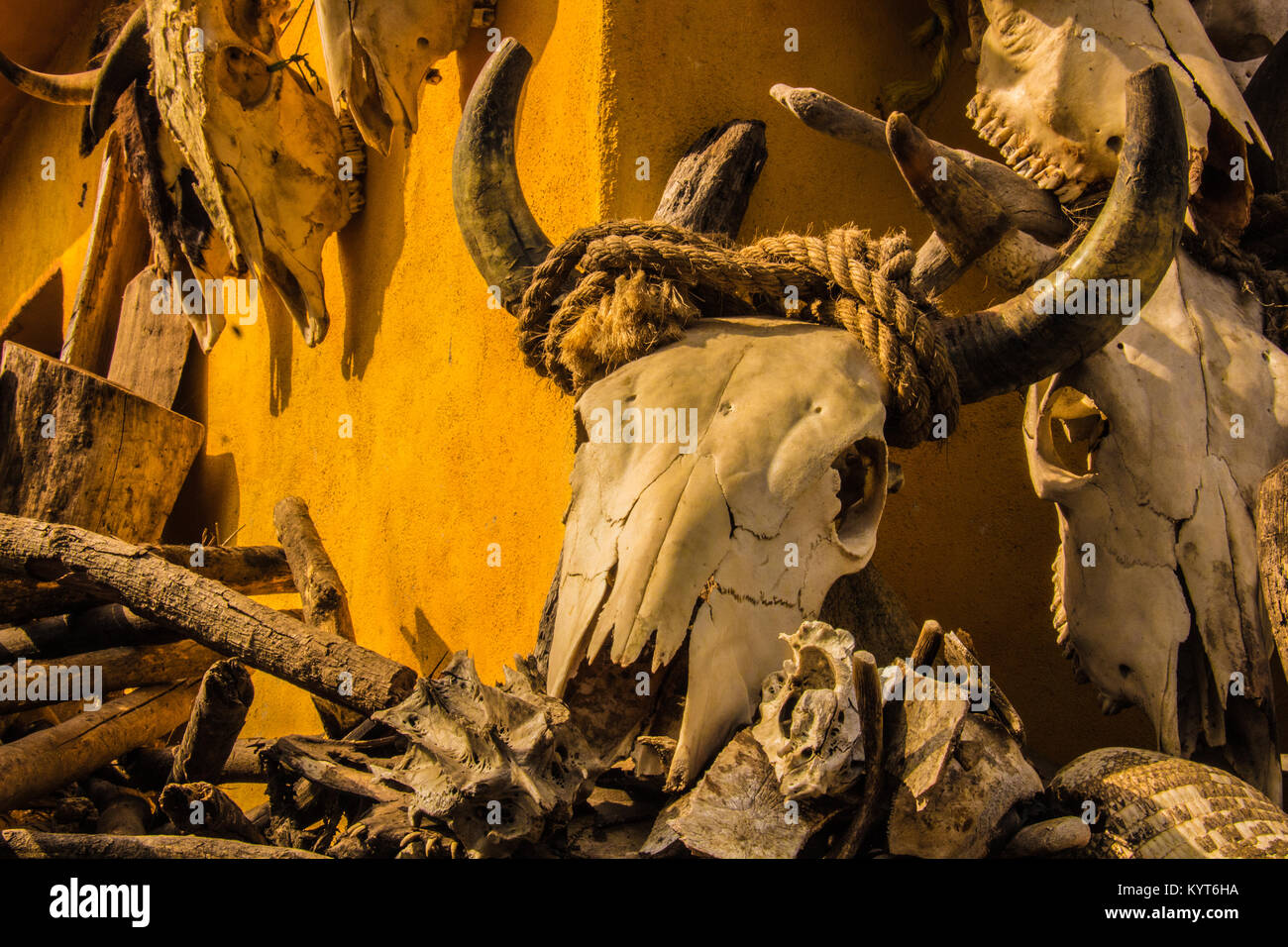Traditional mexican altar of skulls and bones from a cow Stock Photo ...