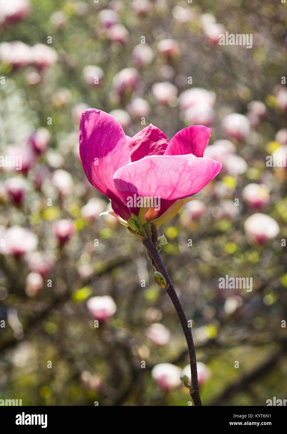 One pink flower of magnolia tree in springtime Stock Photo - Alamy