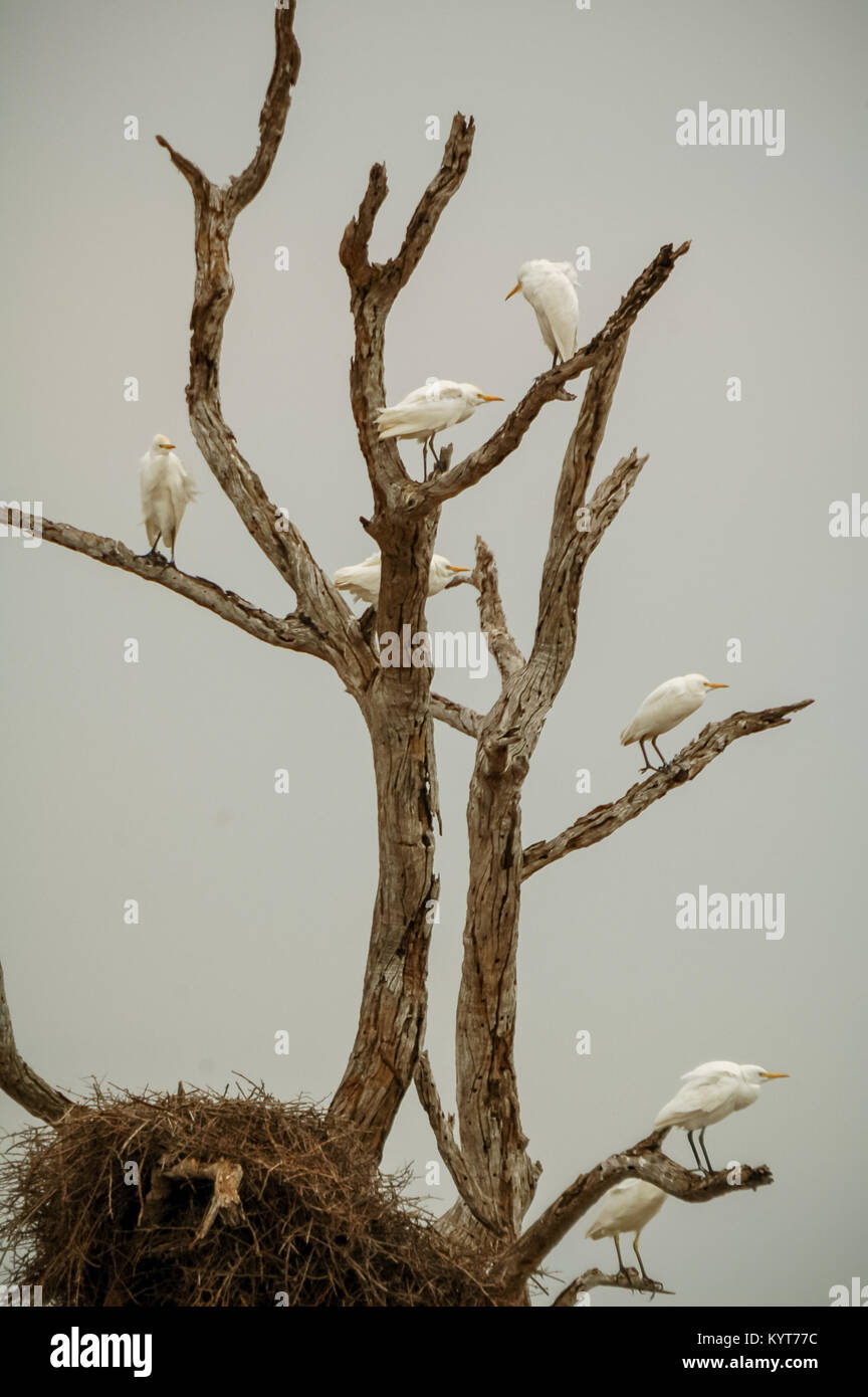 Greater egrets in tree hi-res stock photography and images - Alamy