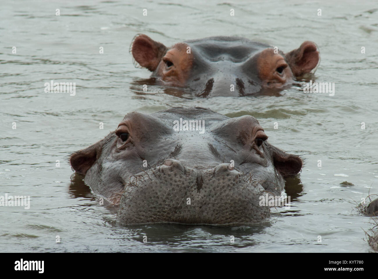 Semi submerged hippo hi-res stock photography and images - Alamy