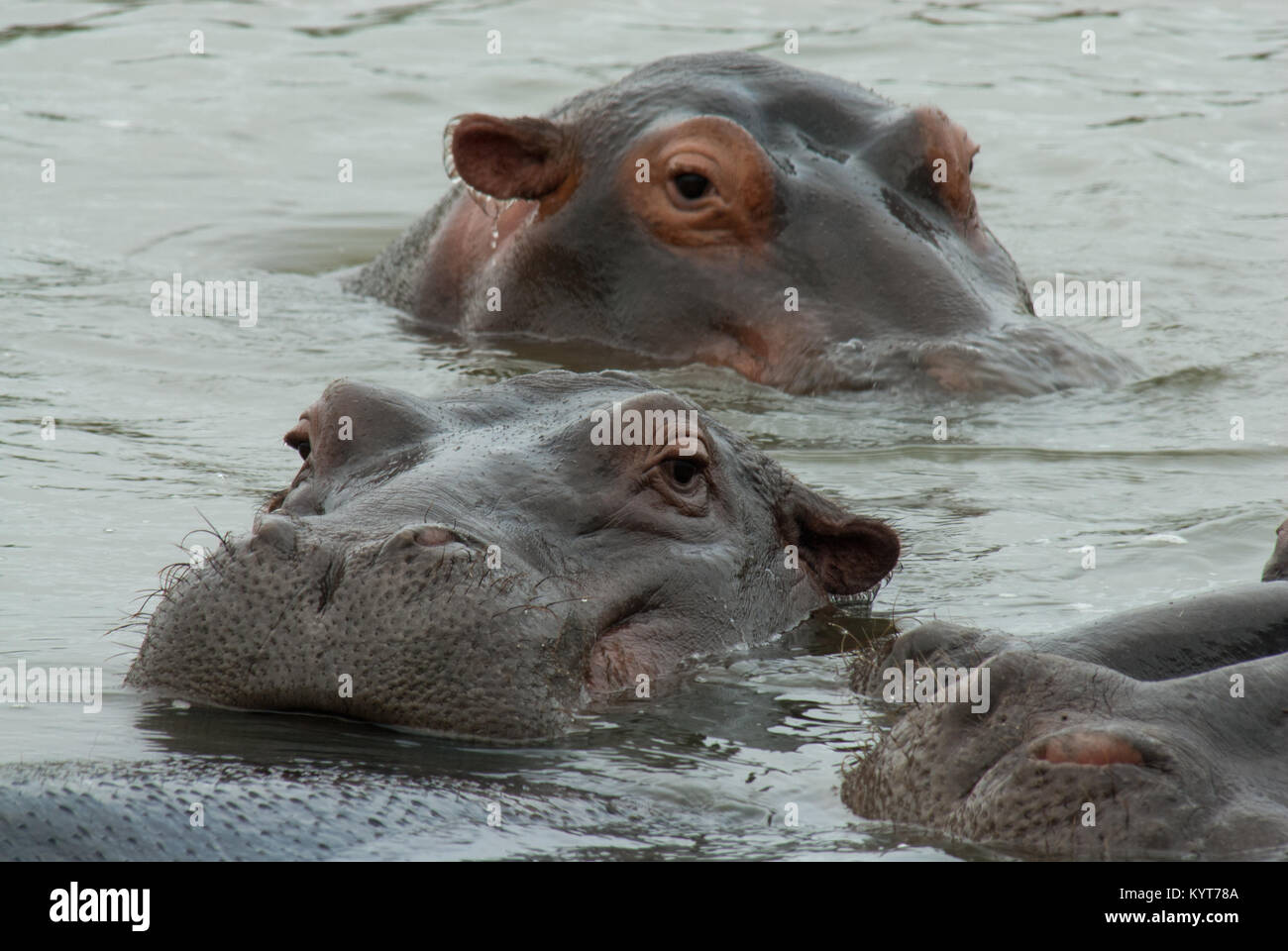 Semi submerged hippo hi-res stock photography and images - Alamy
