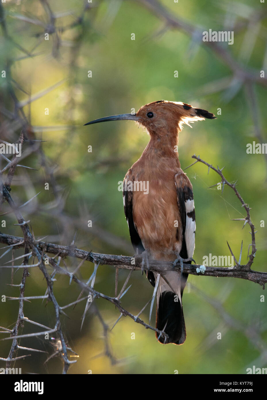 African Hoopoe in Tree Stock Photo - Alamy