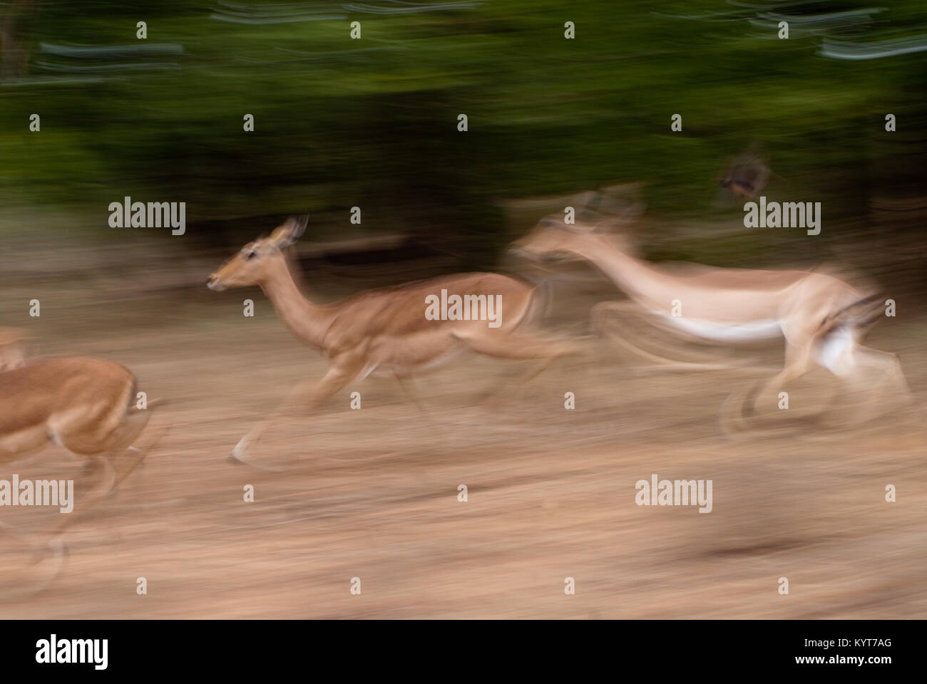 Impalas running hi-res stock photography and images - Alamy