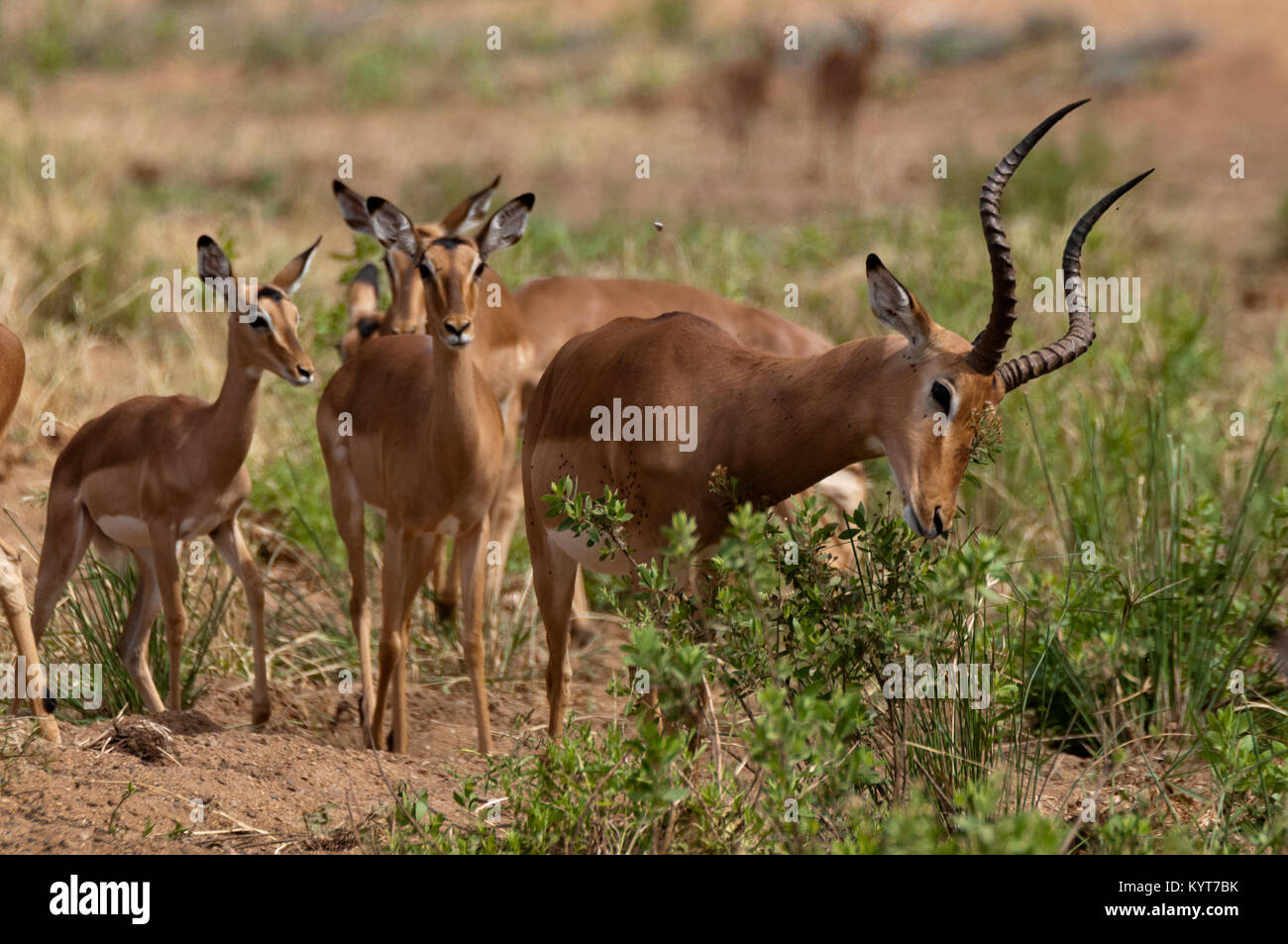 Male Impala and Harem Stock Photo - Alamy