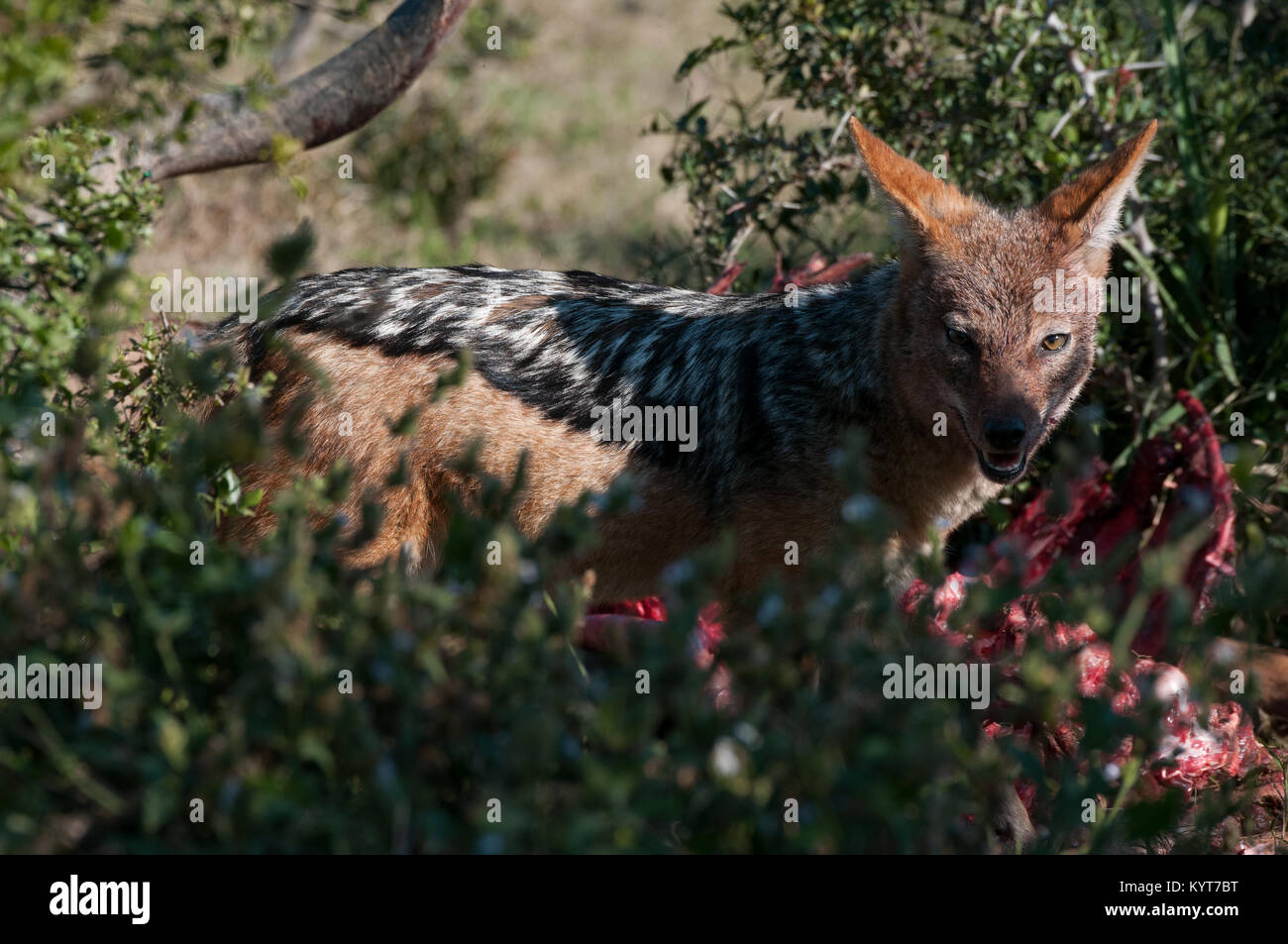 Jackal with lion kill hi-res stock photography and images - Alamy