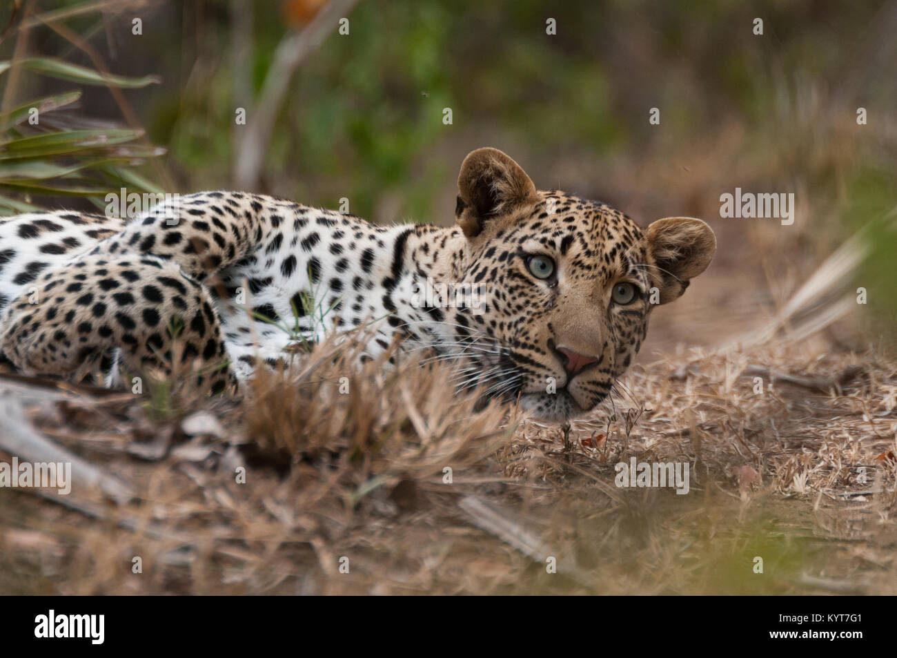 Leopard Lying Down Stock Photo - Alamy