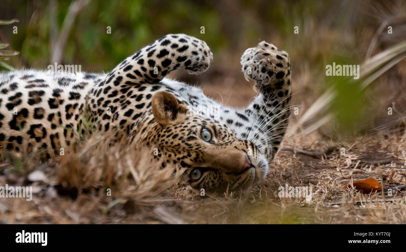 Leopard Lying Down Stock Photo - Alamy