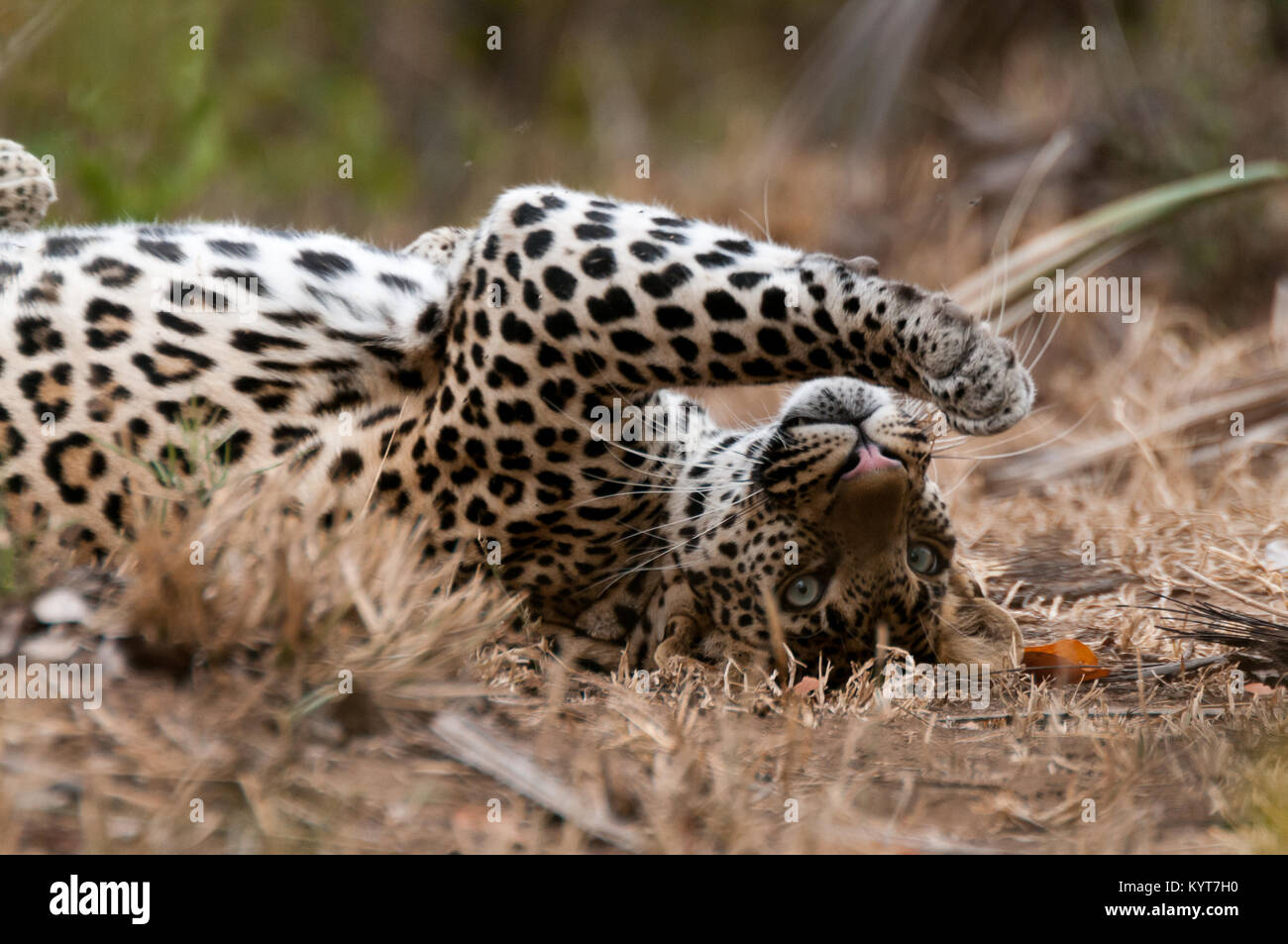 Leopard Lying Down Stock Photo - Alamy