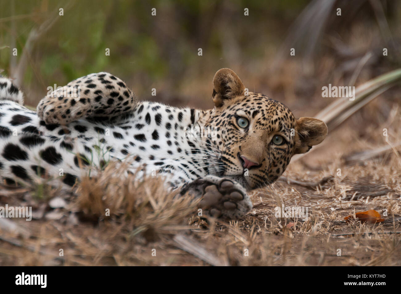 Leopard Lying Down Stock Photo - Alamy