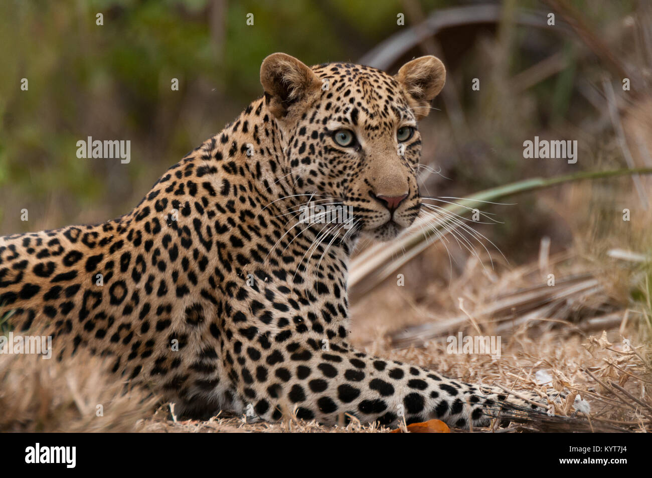 Male Leopard Lying Down Stock Photo - Alamy