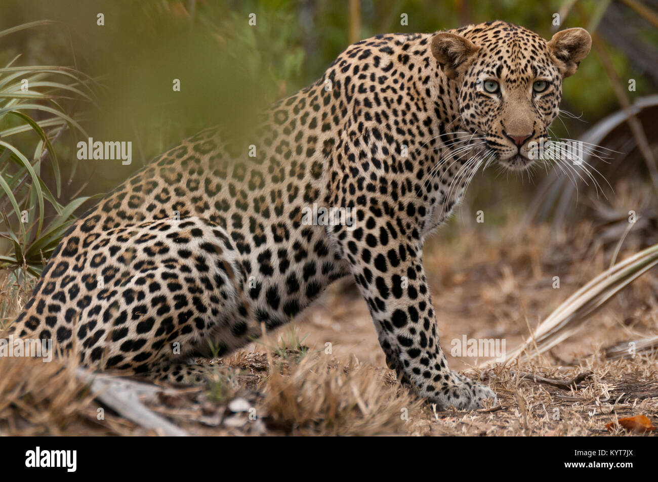 Male Leopard Lying Down Stock Photo - Alamy