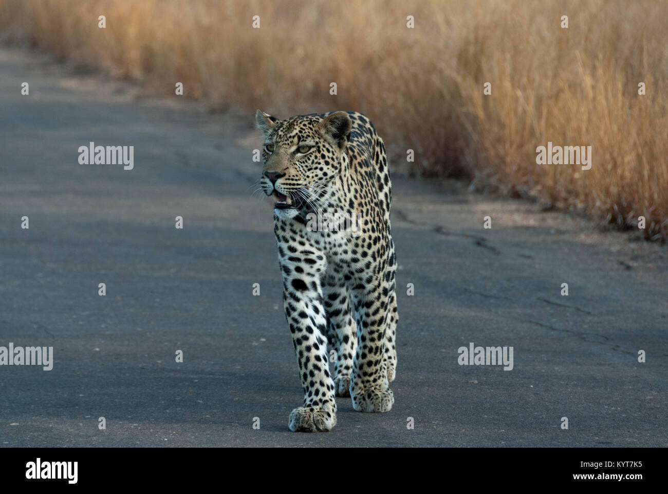 Leopard Walking on Road Stock Photo - Alamy
