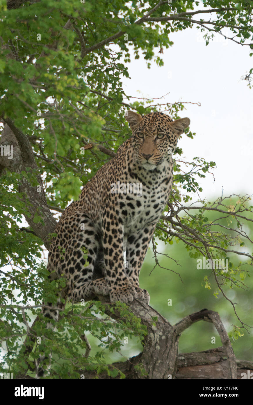 Leopard sitting in tree hi-res stock photography and images - Alamy