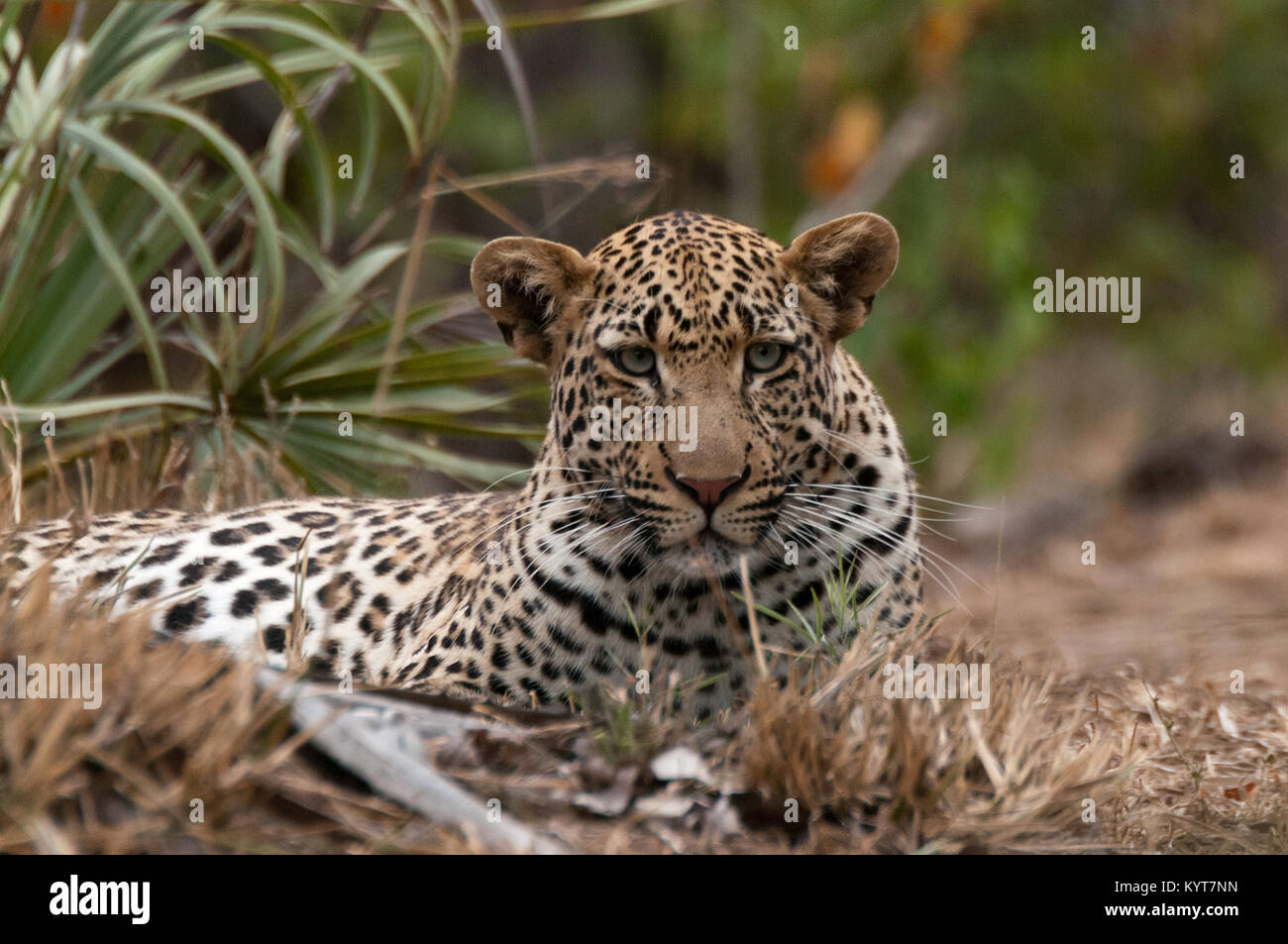 Male Leopard Lying Down Stock Photo - Alamy