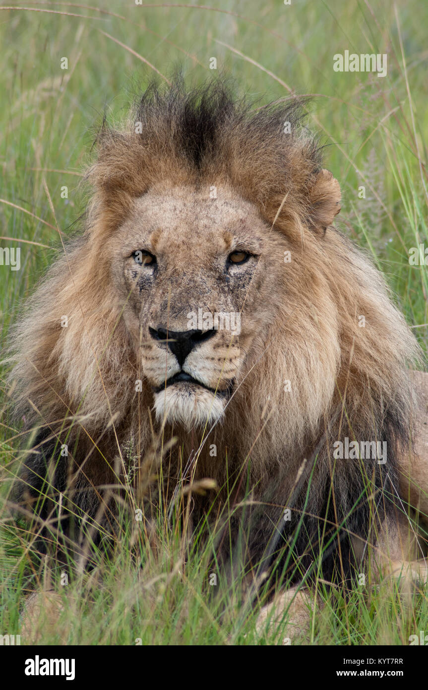 Male Lion Portrait Stock Photo - Alamy