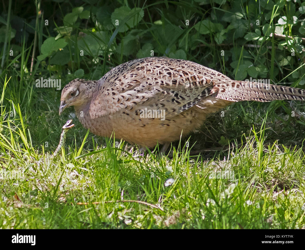 Grass Snake Natrix natrix strikes at female pheasant Phasianus ...
