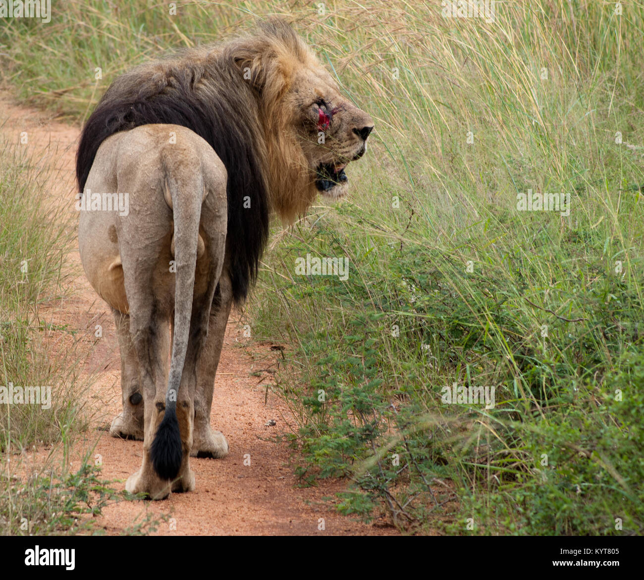 Injured Male Lion Stock Photo - Alamy