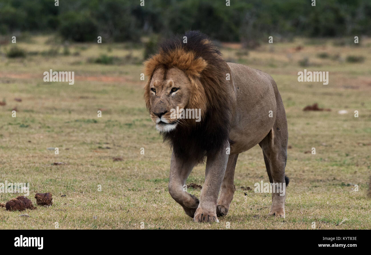 African Lion Walking Stock Photo - Alamy African Lion Walking Stock Photo - Alamy