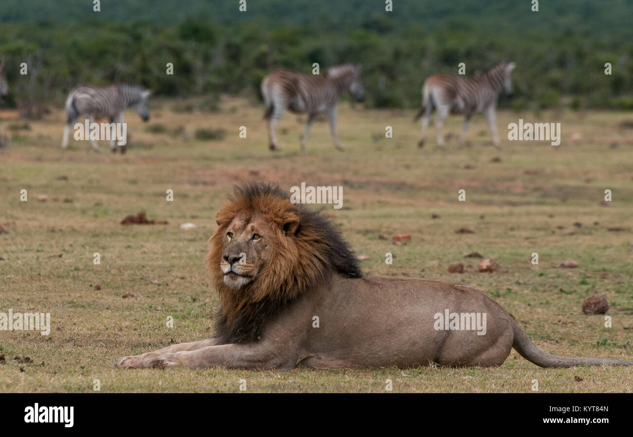 African Lion Lying Down Stock Photo - Alamy