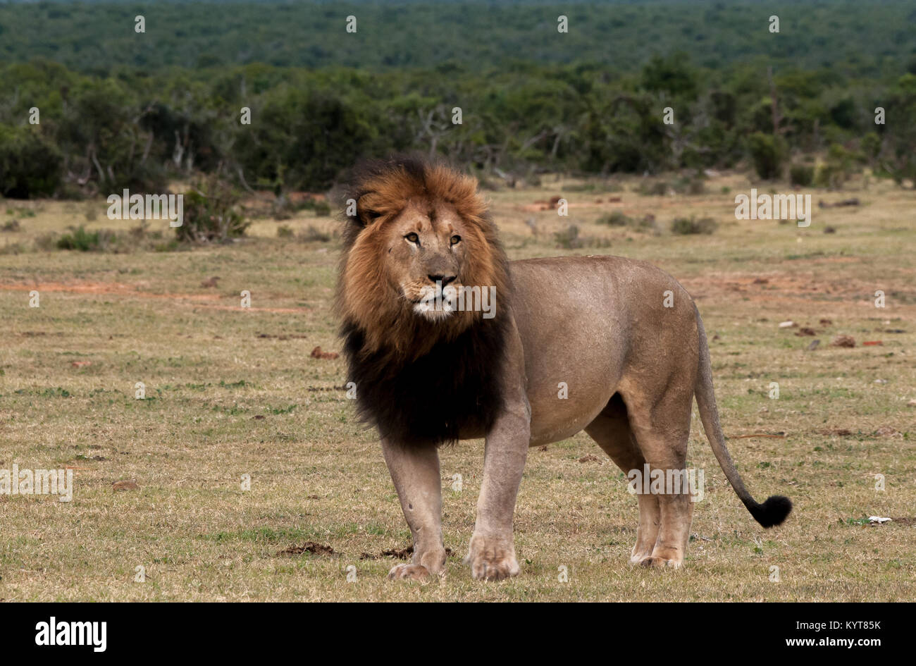 African Lion Walking Stock Photo - Alamy African Lion Walking Stock Photo - Alamy
