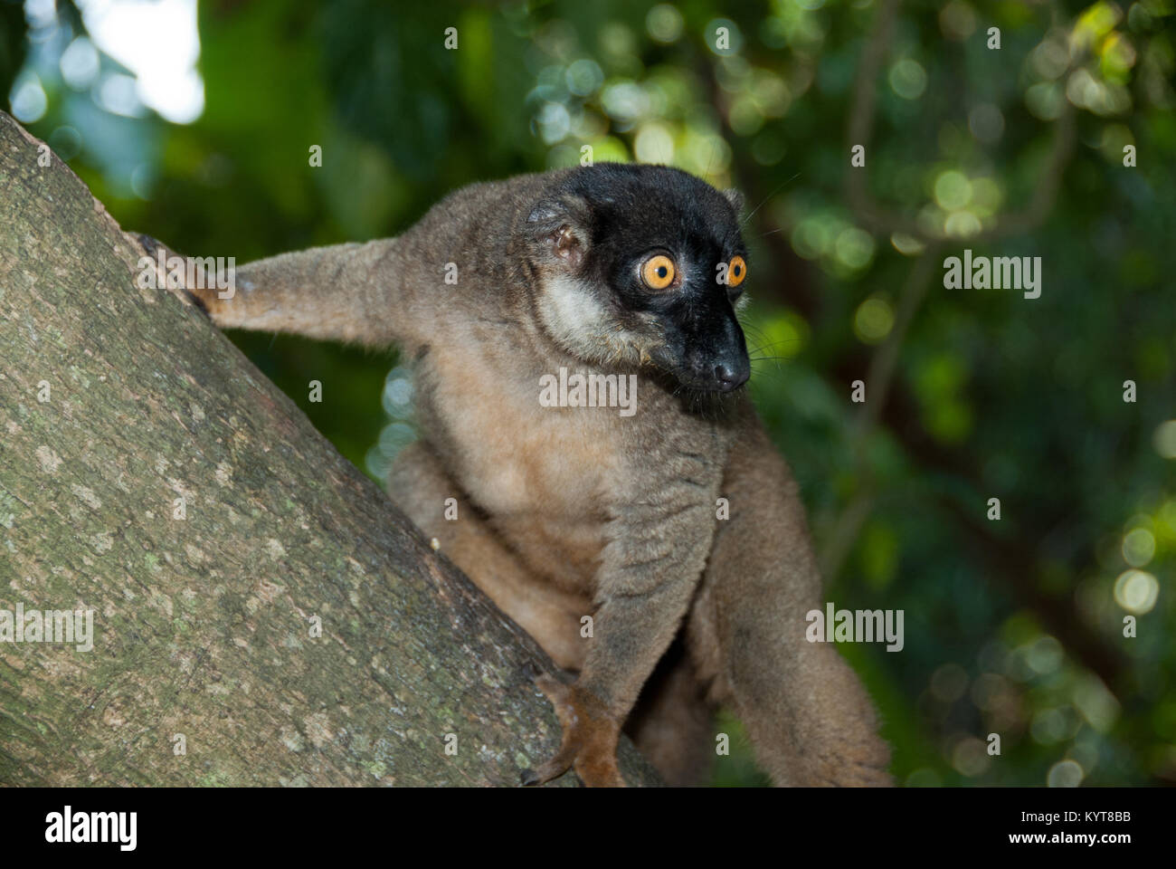 Tree Dwelling Primate Stock Photos & Tree Dwelling Primate Stock Images ...