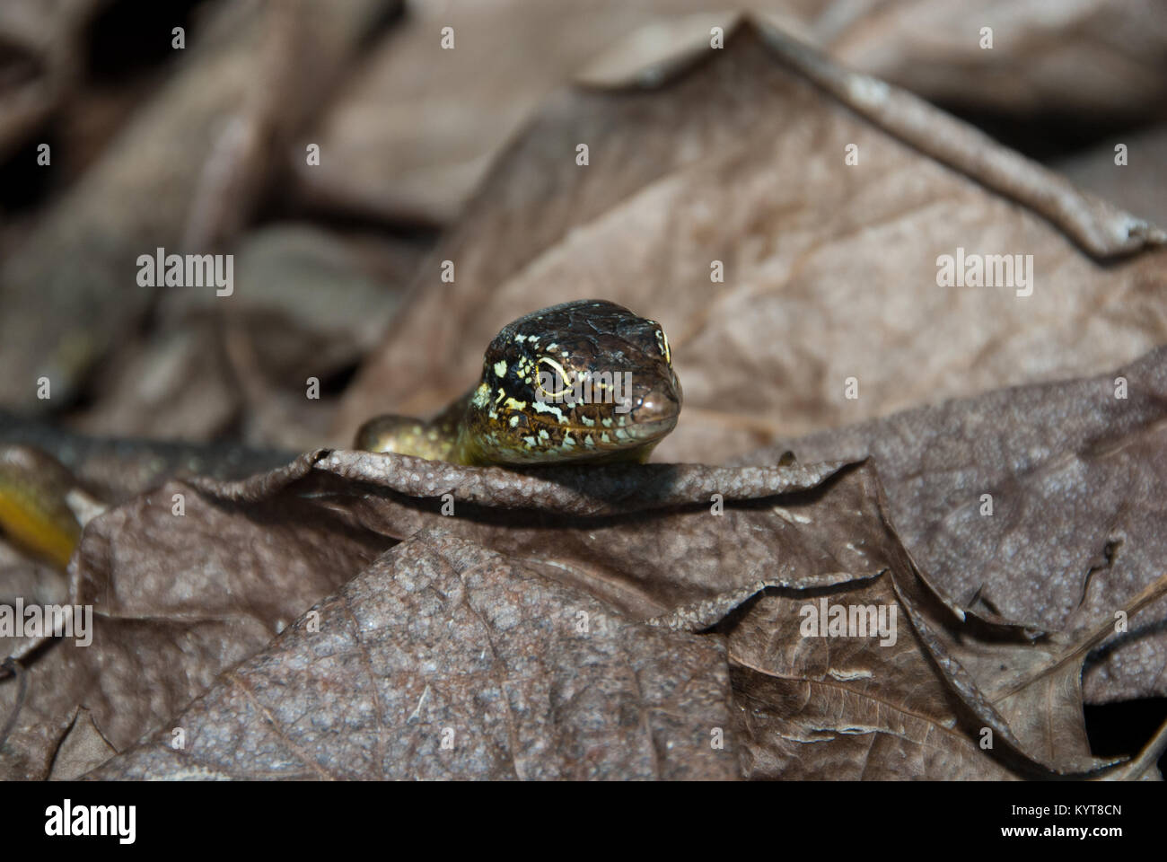 Madagascan Skin in Leaf Litter Stock Photo - Alamy