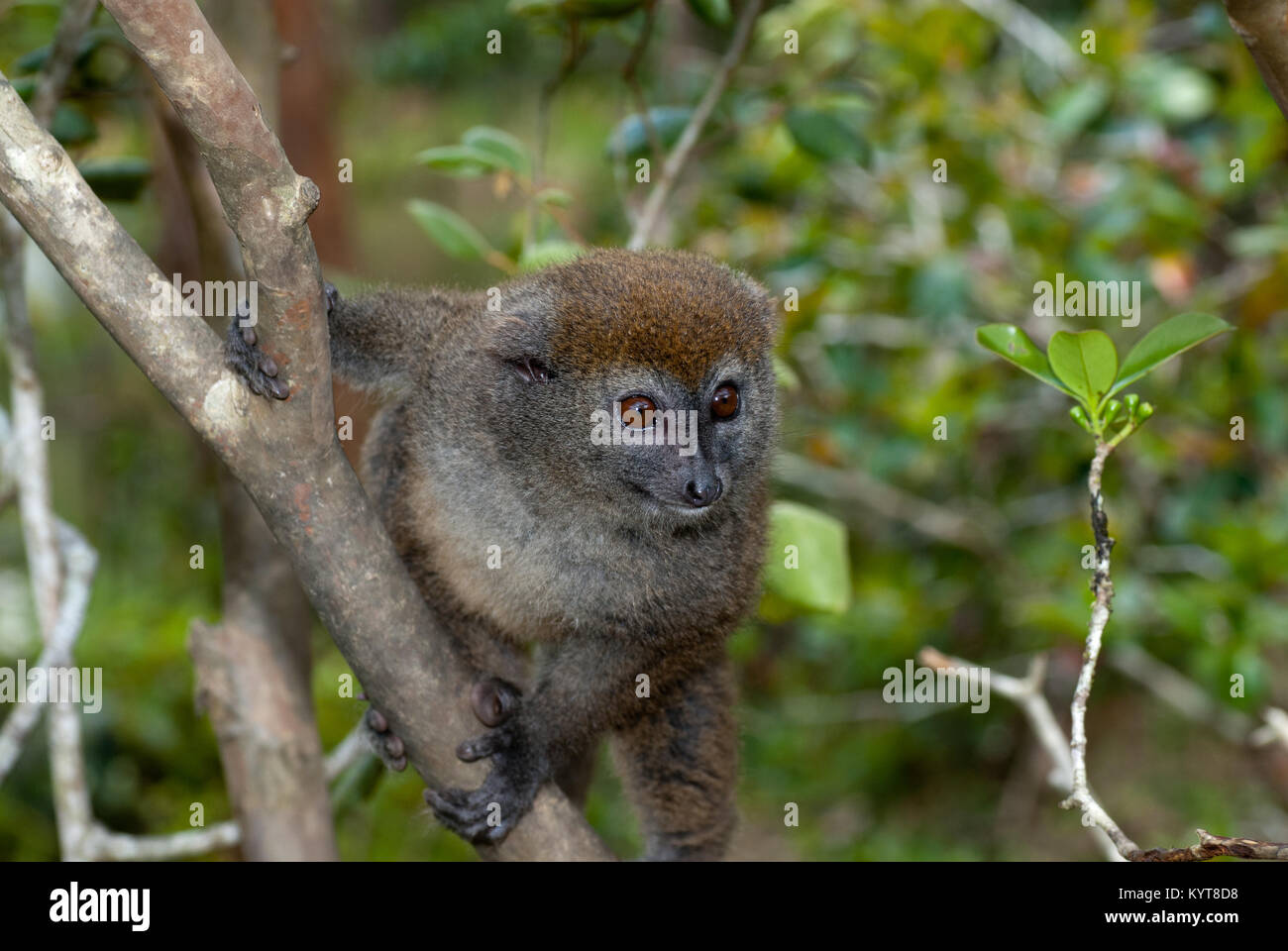 Bamboo evolution hi-res stock photography and images - Alamy