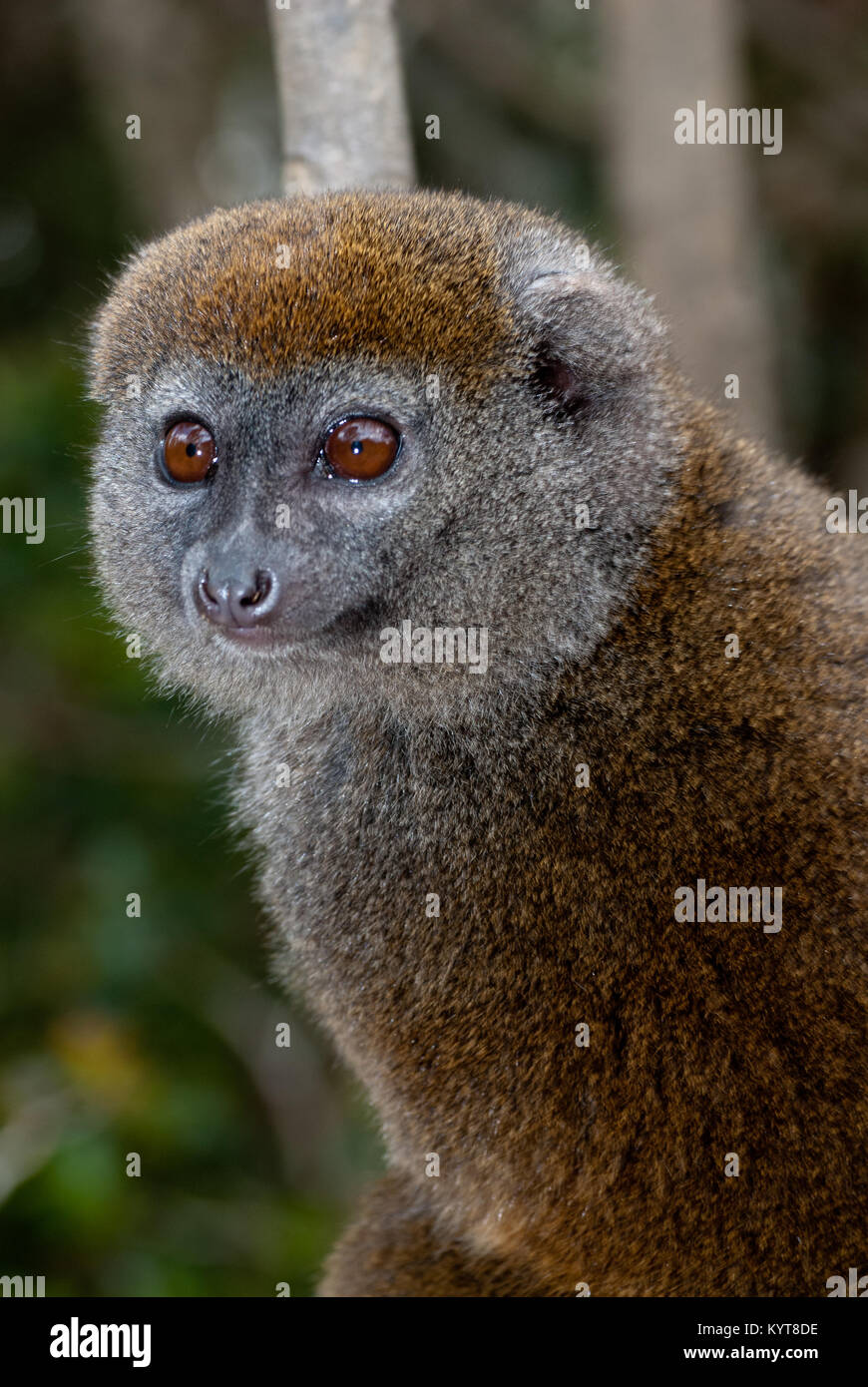 Bamboo lemur portrait hi-res stock photography and images - Alamy