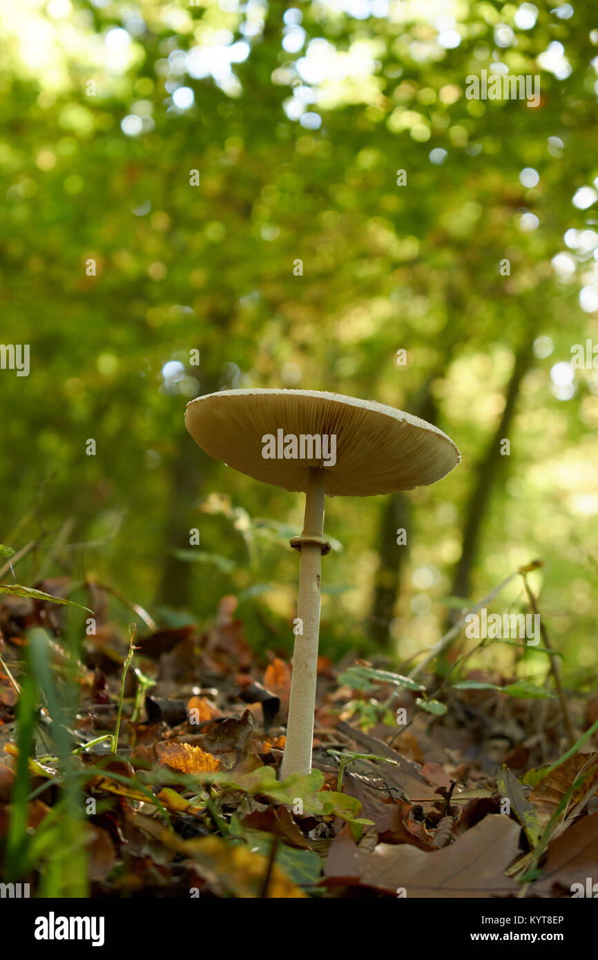 Shroom fungus hi-res stock photography and images - Alamy