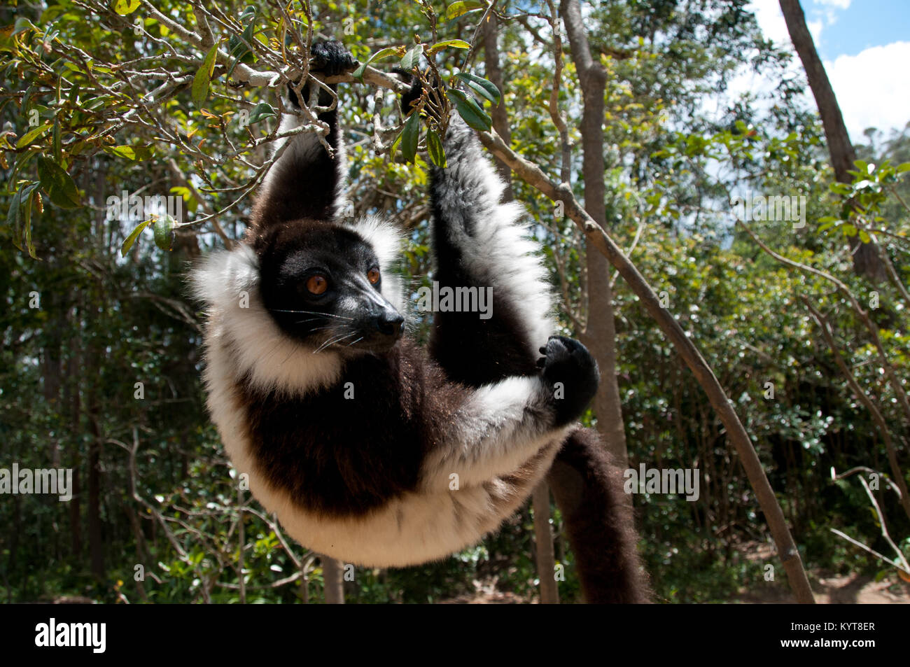 Ruffed lemur hanging from tree branch hi-res stock photography and ...