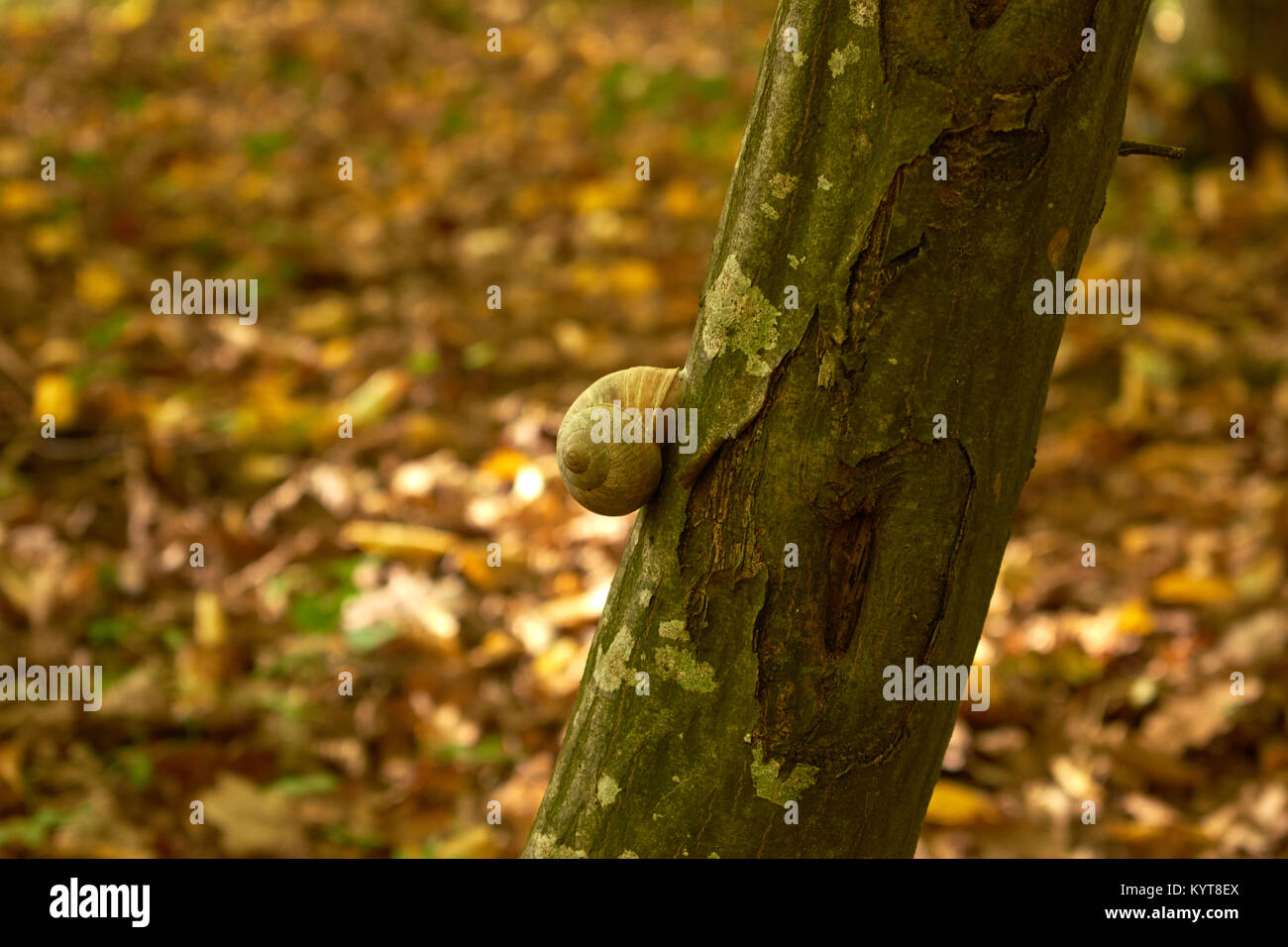 slug on a tree Stock Photo - Alamy