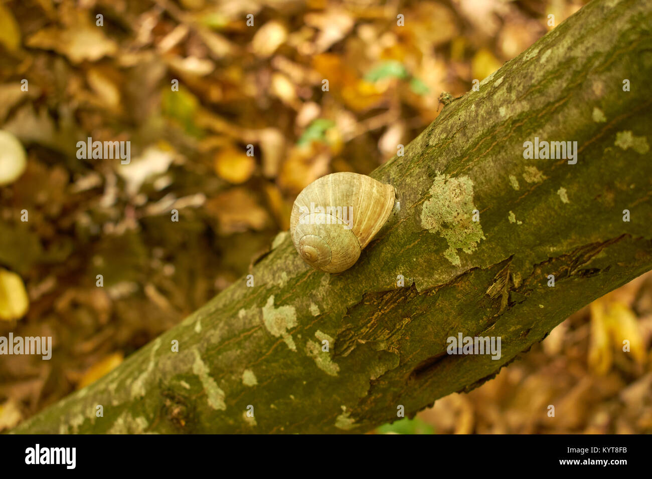 slug on a tree Stock Photo - Alamy