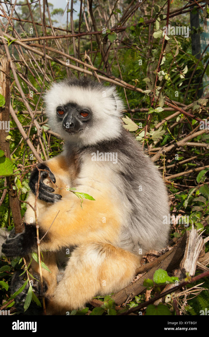 Sifaka Sitting in Tree Stock Photo - Alamy