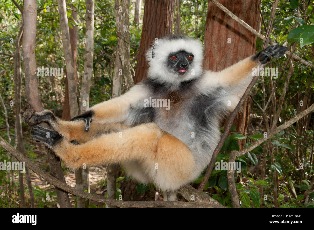 Silky sifaka hi-res stock photography and images - Alamy