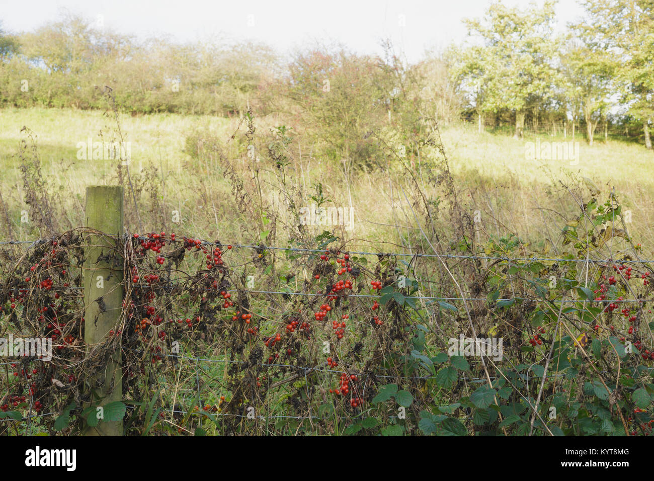 Black Bryony (Tamus communis) growing on wire fence at field edge ...