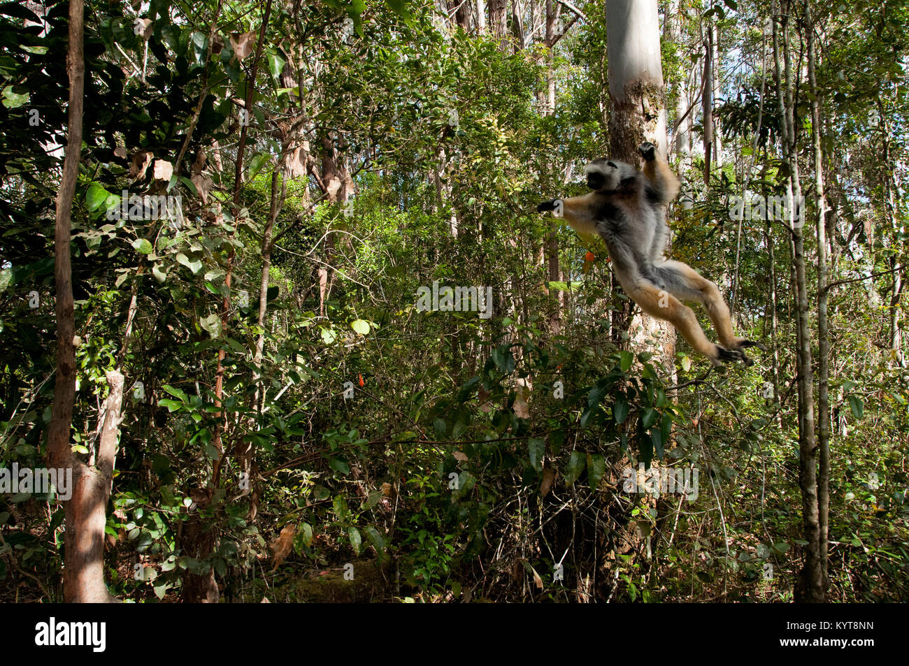 Sifaka Lemur Jumping Between Trees Stock Photo - Alamy