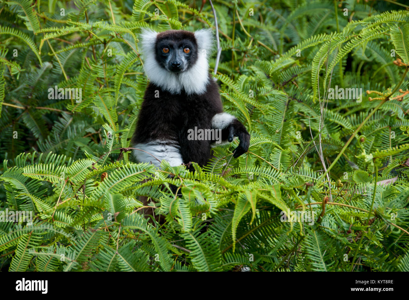 Diversity of ferns hi-res stock photography and images - Alamy