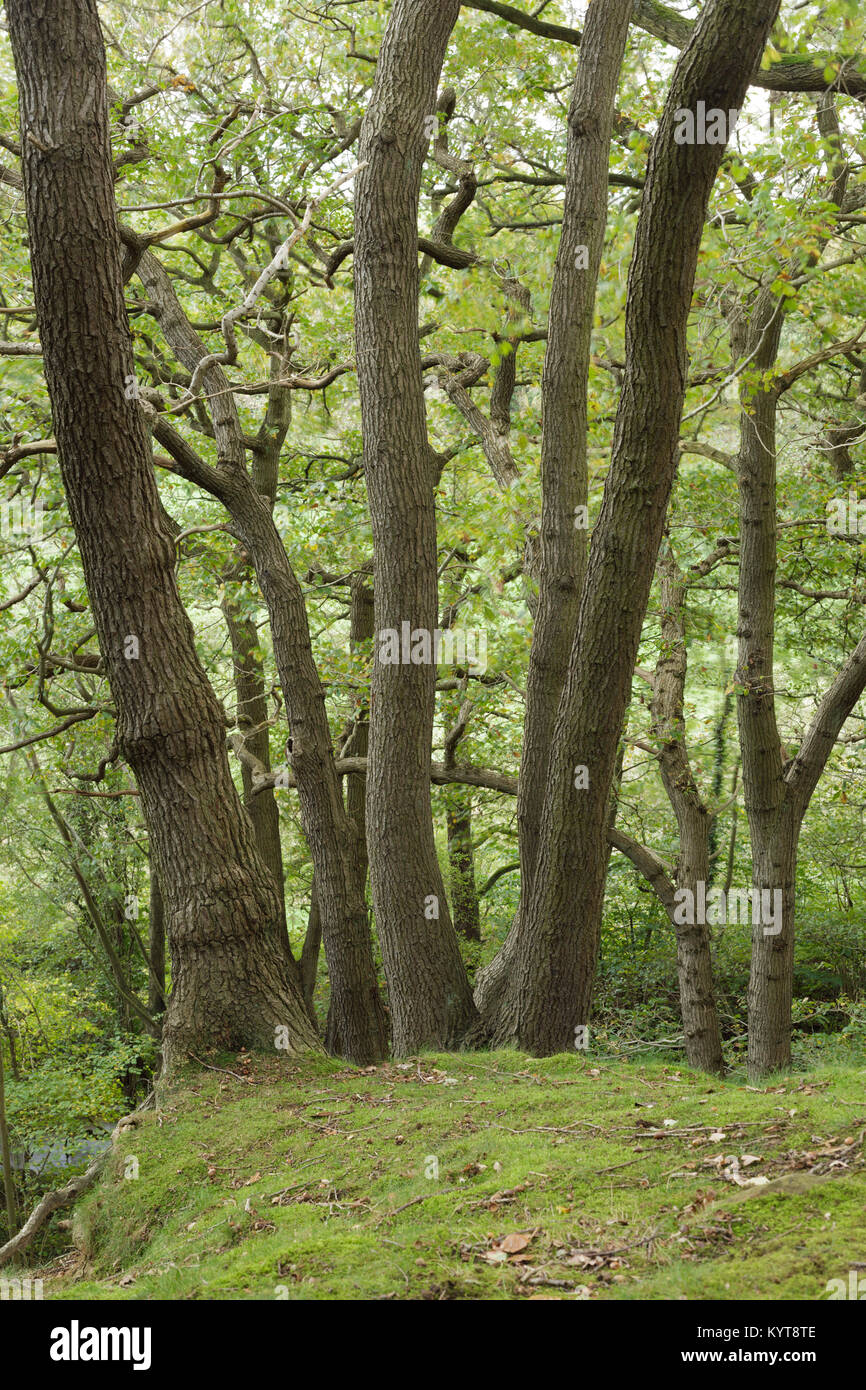 English oak woodland hi-res stock photography and images - Alamy