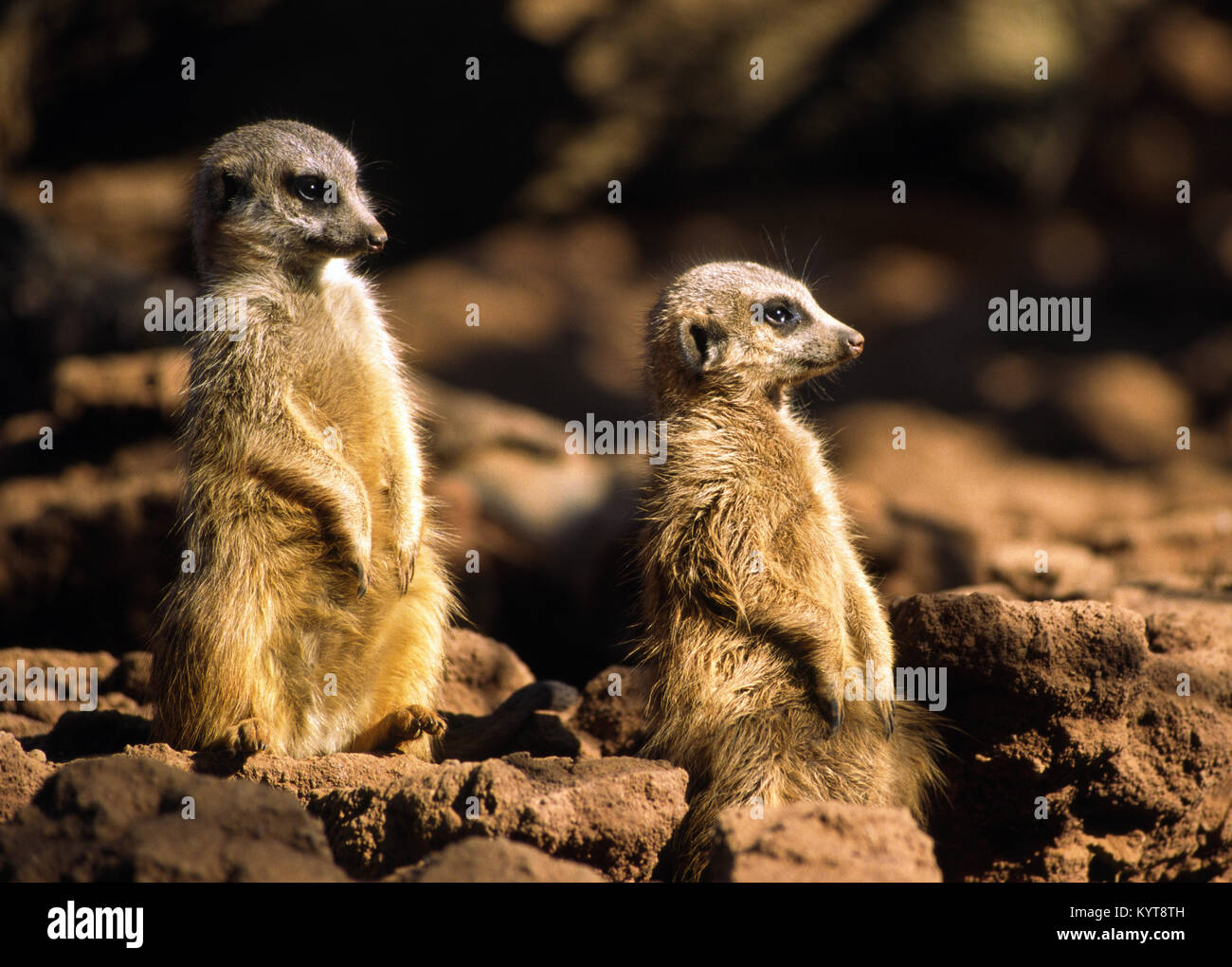 Meerkats sunbathing hi-res stock photography and images - Alamy