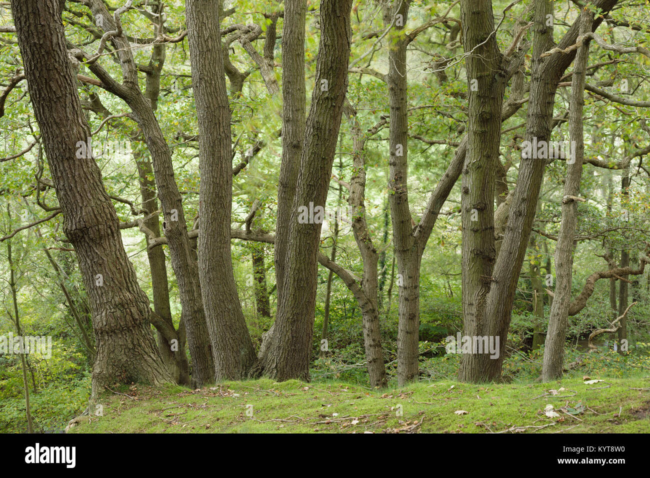 English Oak (Quercus robur) trees in woodland habitat, Hetchell Wood ...