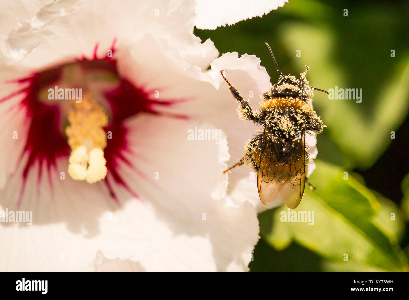 Flying bumblebee covered with pollen Stock Photo - Alamy Flying bumblebee covered with pollen Stock Photo - Alamy