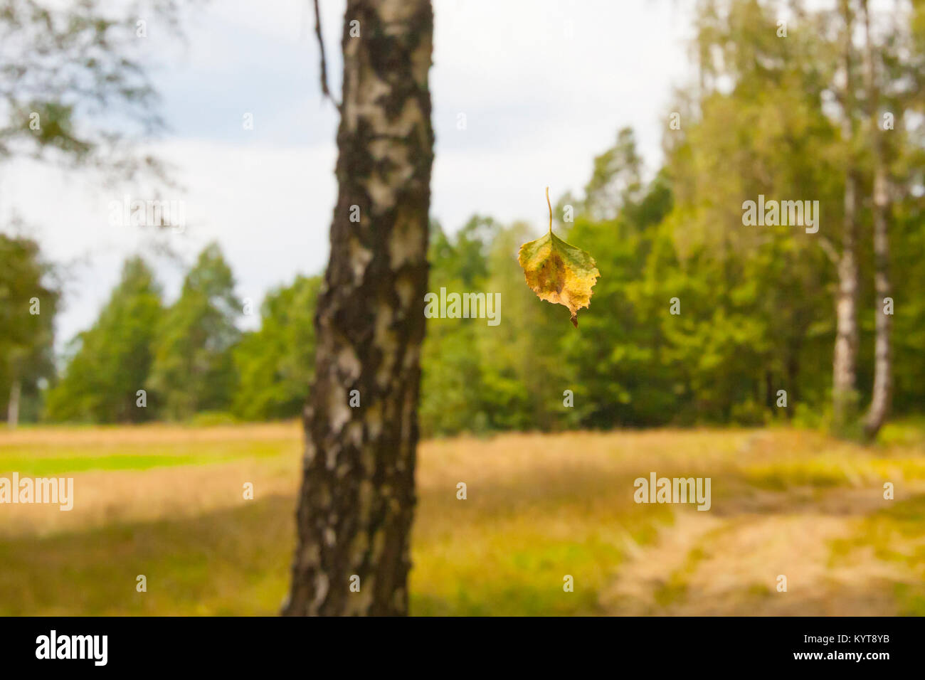 Falling leaf in autumn Stock Photo - Alamy