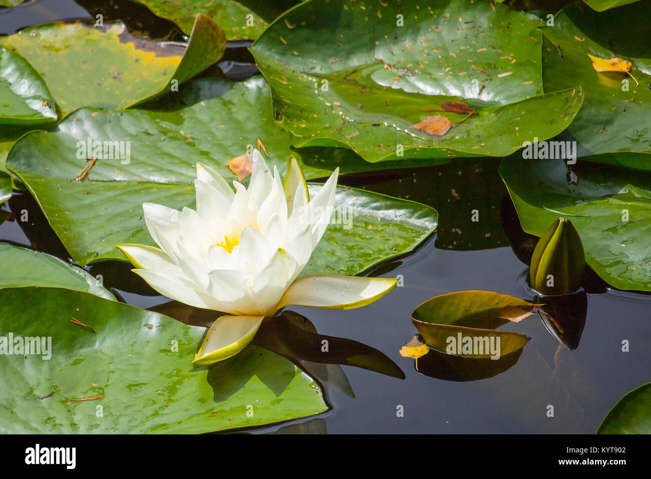 Blossom water hi-res stock photography and images - Alamy