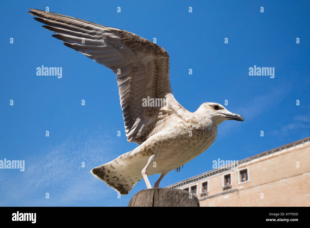 Seagull in Venice Stock Photo - Alamy