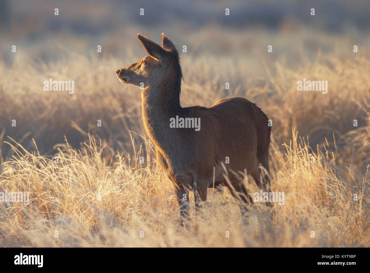 Richmond park london deer spring hi-res stock photography and images ...