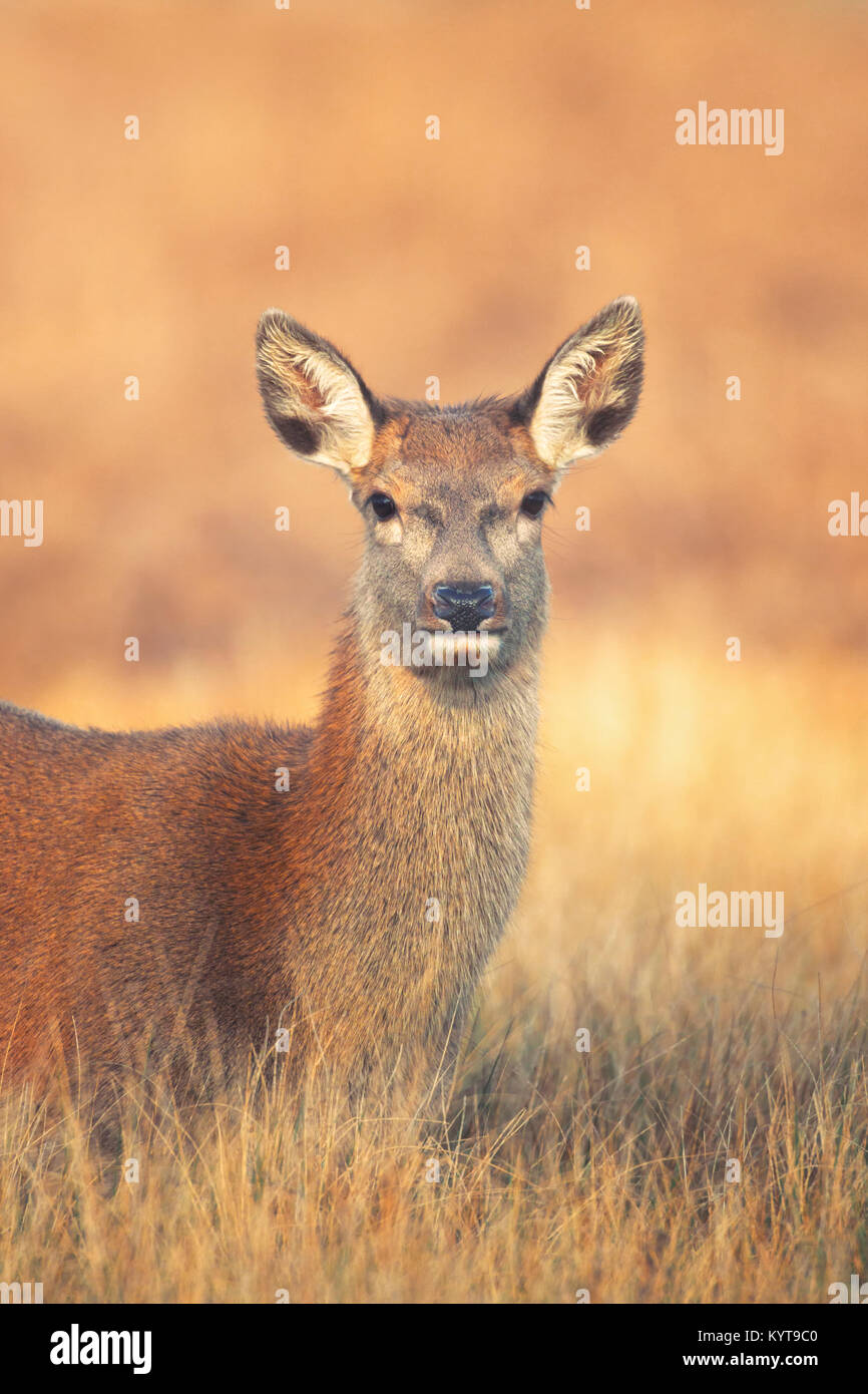 Richmond park london deer spring hi-res stock photography and images ...