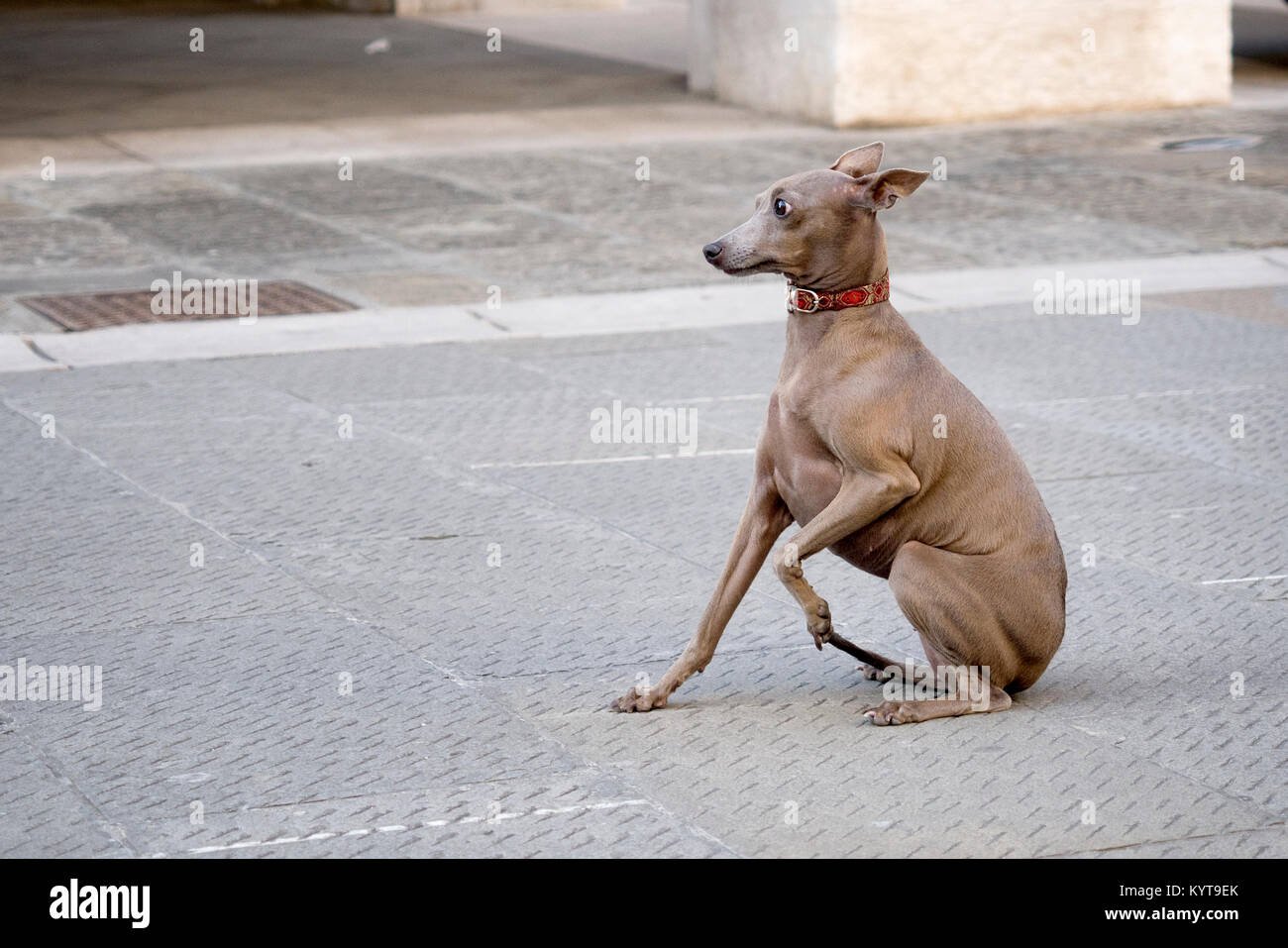Italian greyhound hi-res stock photography and images - Alamy