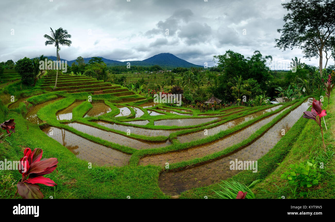 Rice field soil hi-res stock photography and images - Alamy