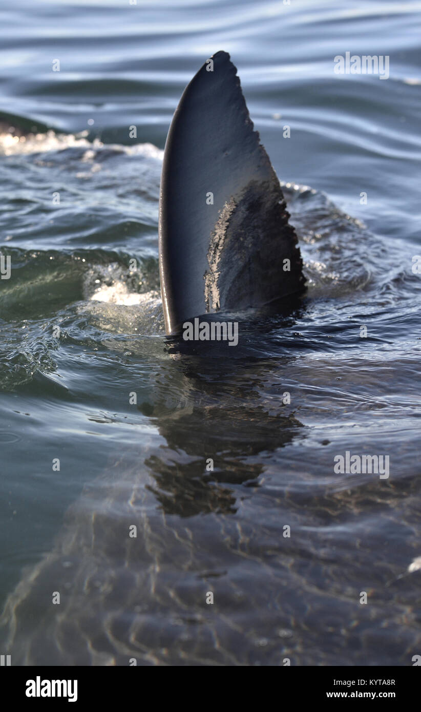 Shark fin water hi-res stock photography and images - Alamy