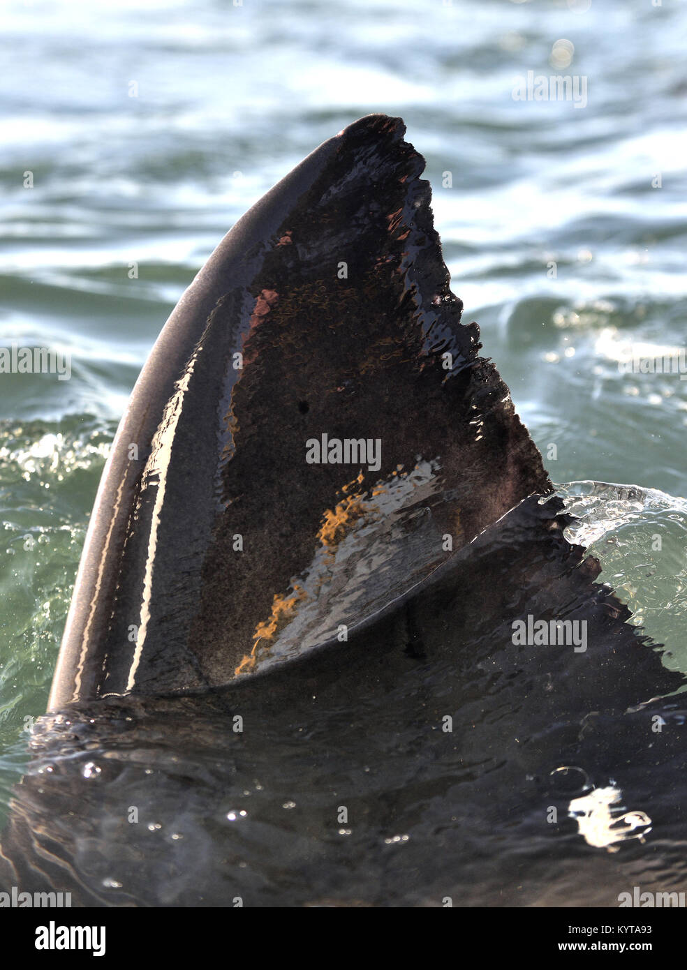 Closeup Fin of a Great White Shark (Carcharodon carcharias) in ocean ...